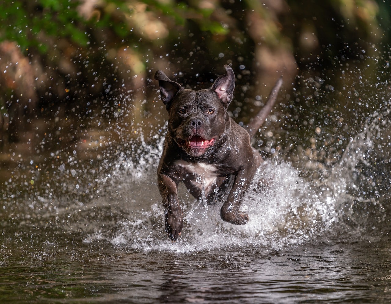 American Bully: saiba tudo sobre a raça - Equilibro