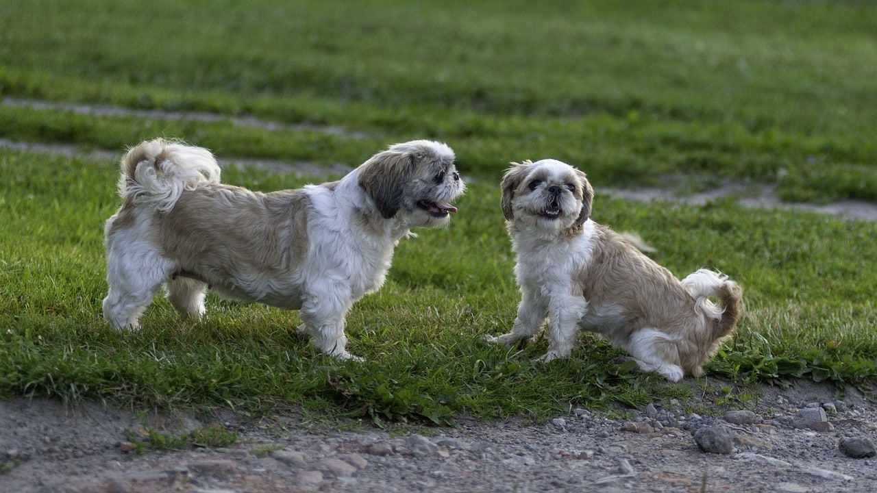 Shih-Tzu e lhasa Apso: veja as diferenças - Equilibro
