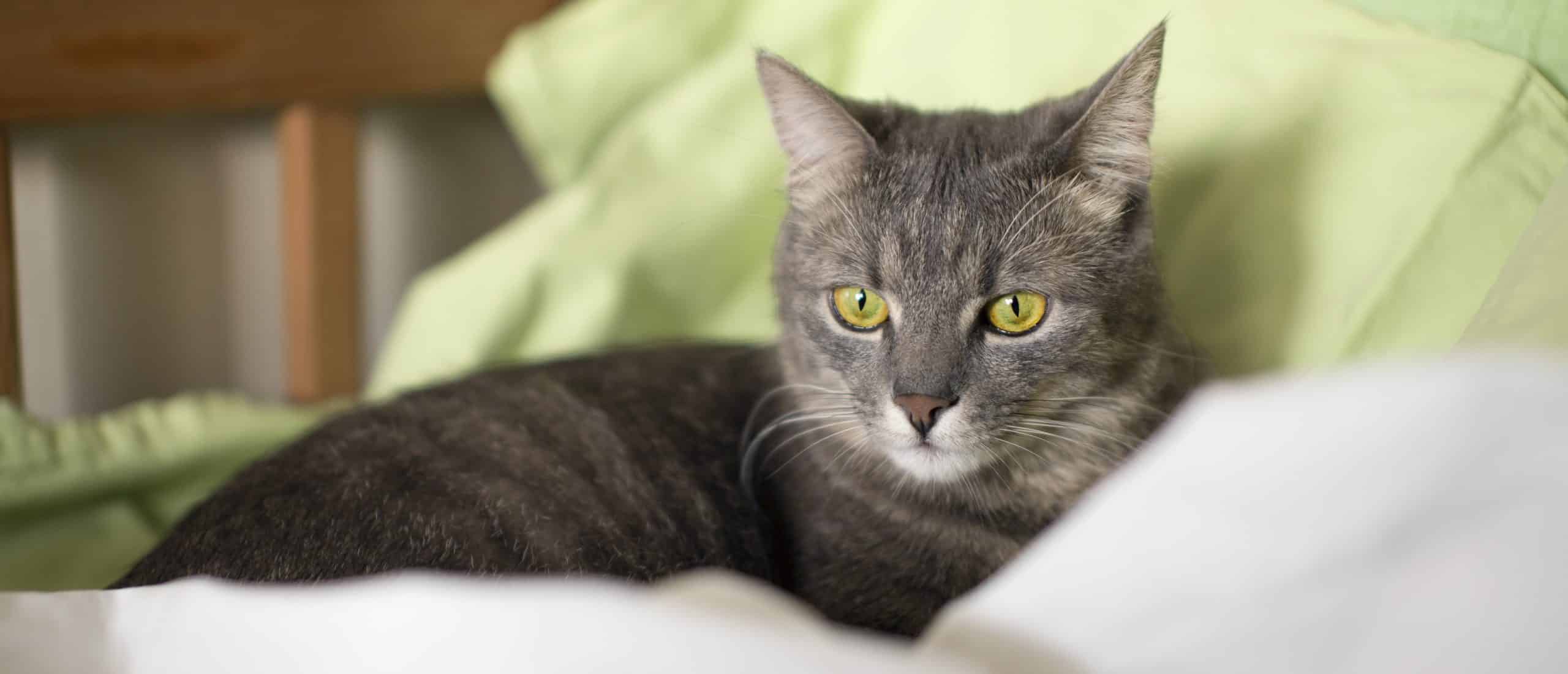 Gato vomitando: quando se preocupar?