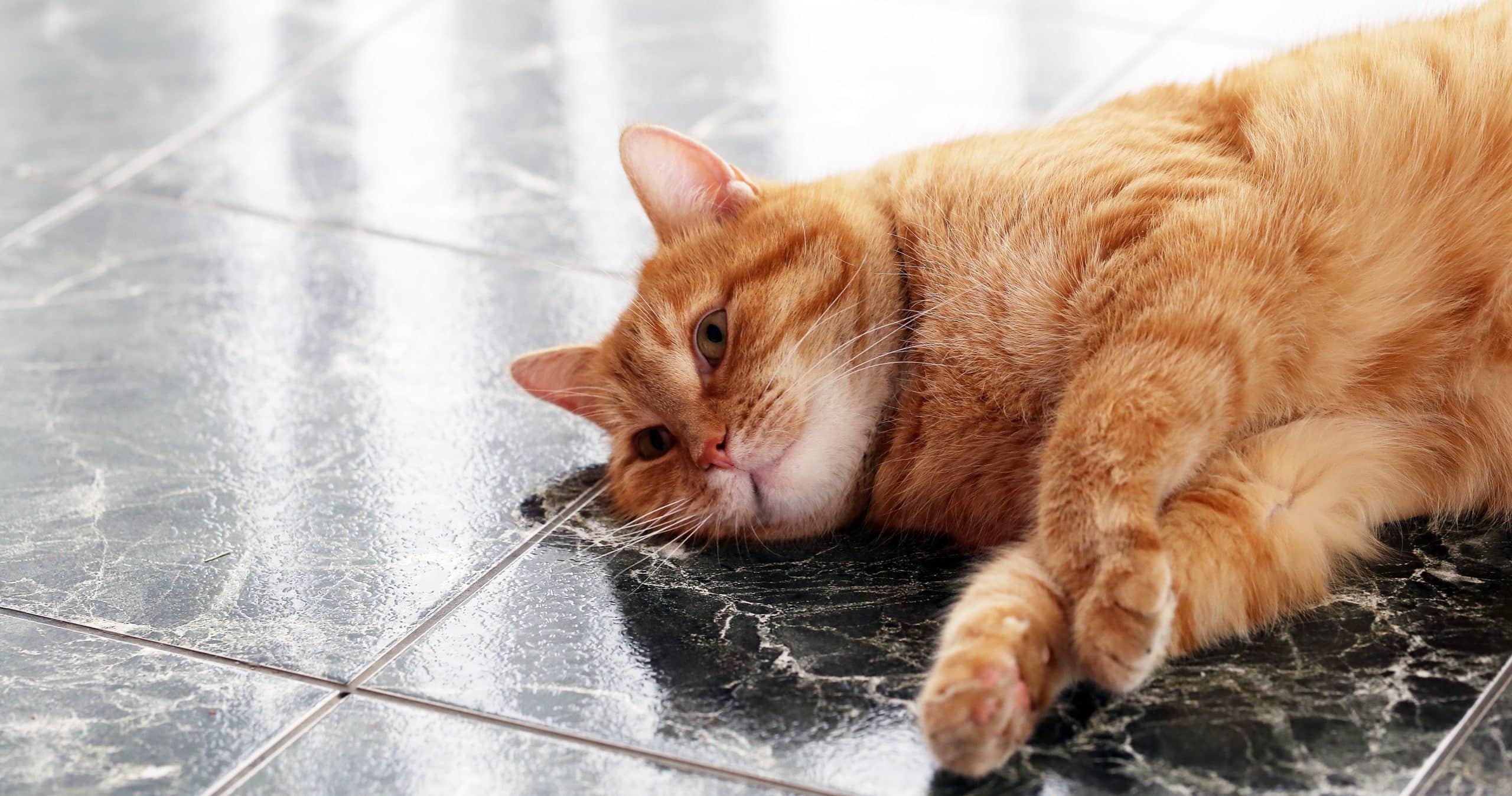 Desidratação gato: sinais e tratamento