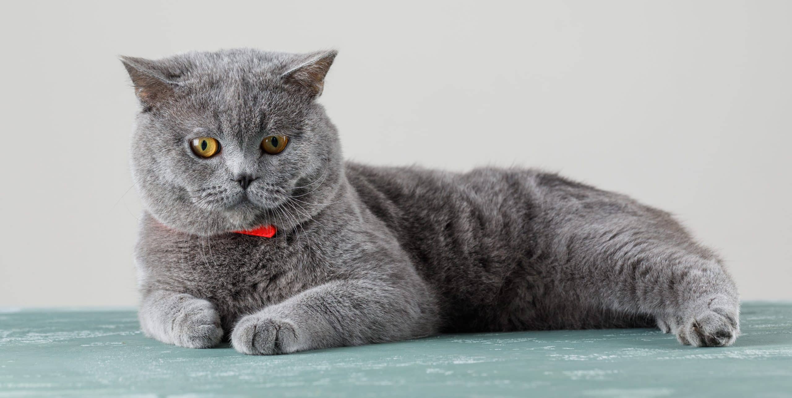 Passear com gato na rua: 6 dicas para começar