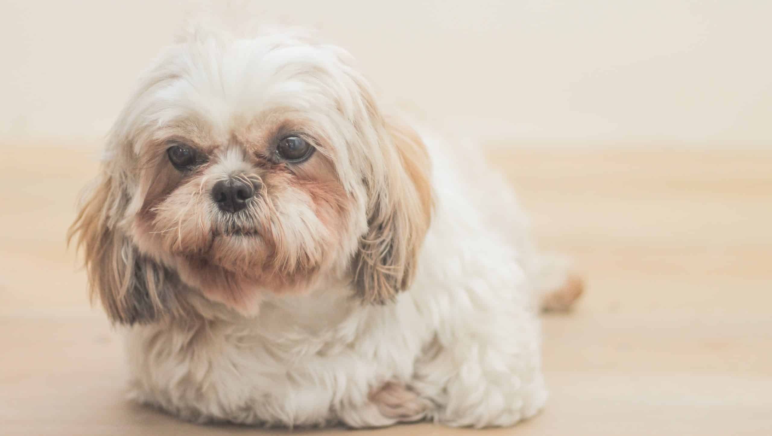 Como cuidar de um filhote de Shih Tzu: guia completo
