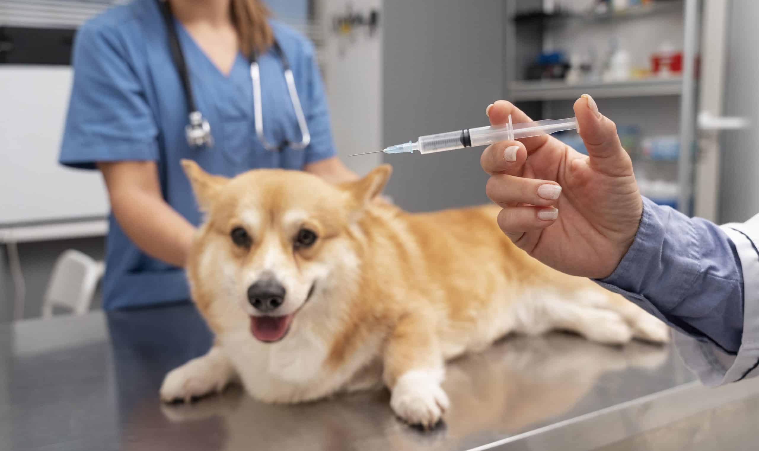 Principais check-ups para cachorros idosos